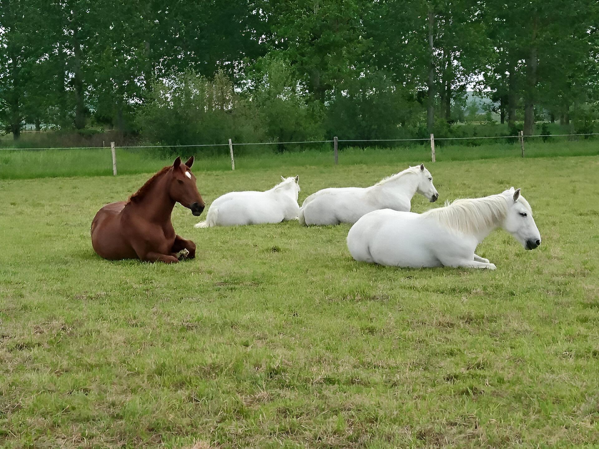 Pension chevaux près de La Flèche